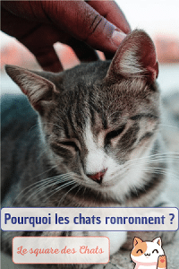 Pourquoi un chat ronronne ?-Le square des Chats