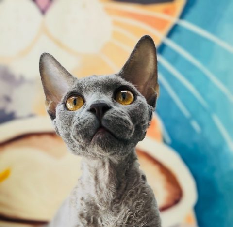 Devon rex : connaissez-vous cette race incroyable ?-Le square des Chats